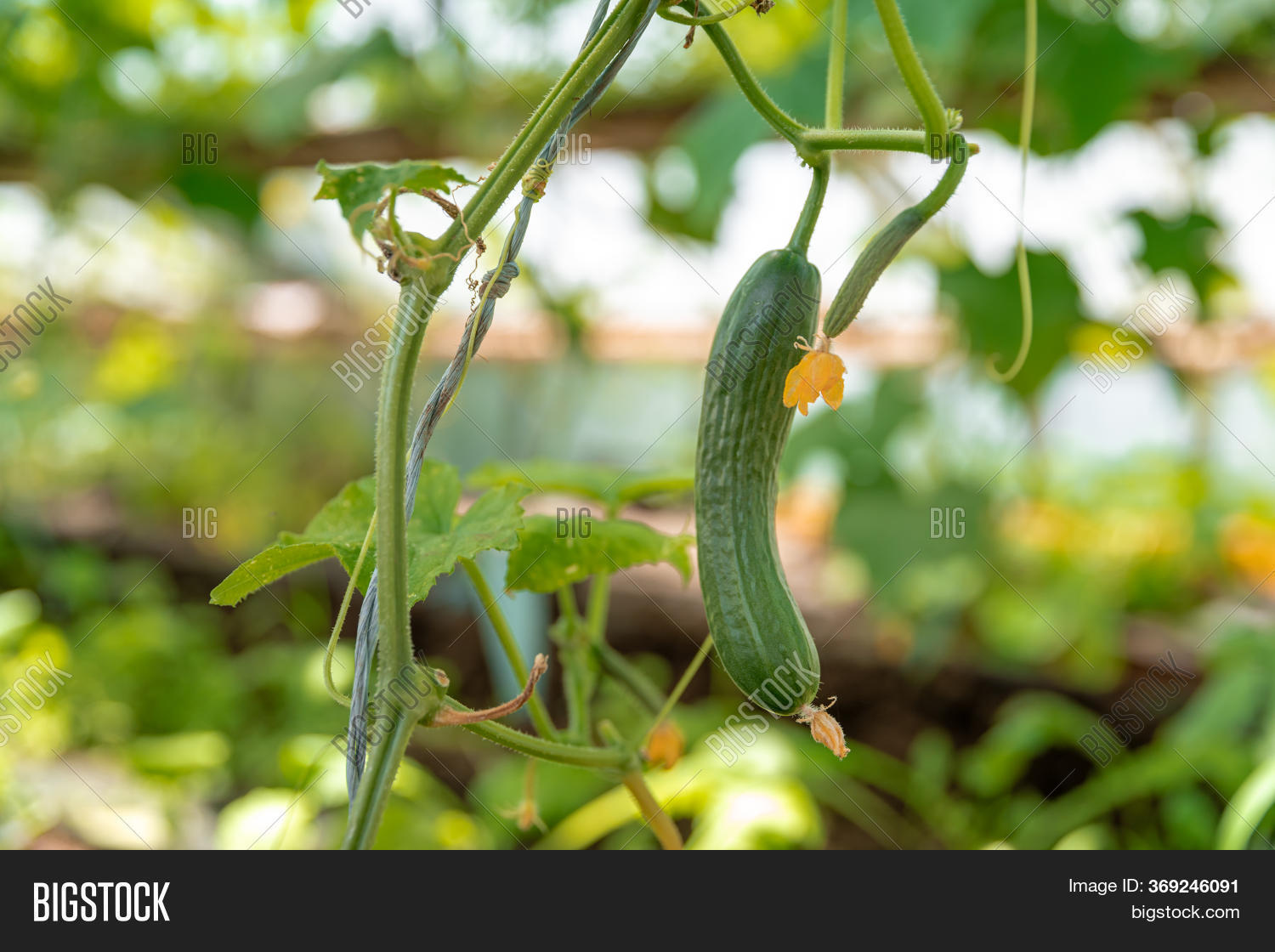 Green Cucumbers Image & Photo (Free Trial) | Bigstock
