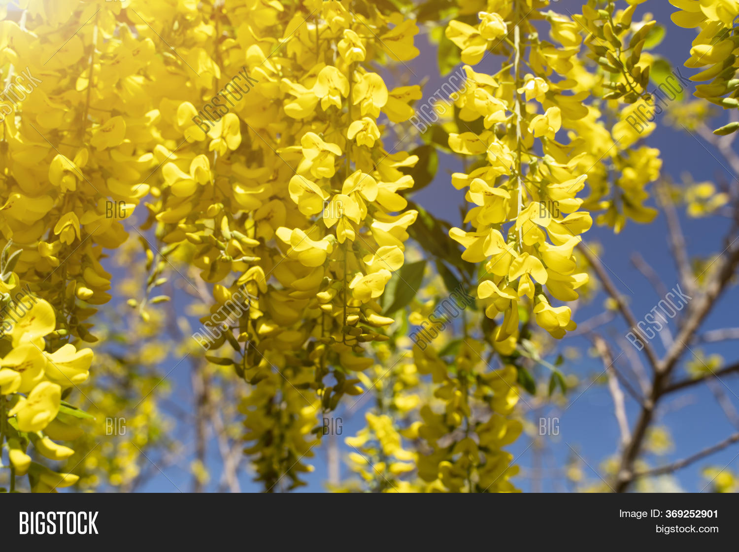 Blooming Yellow Acacia Image & Photo (Free Trial) | Bigstock