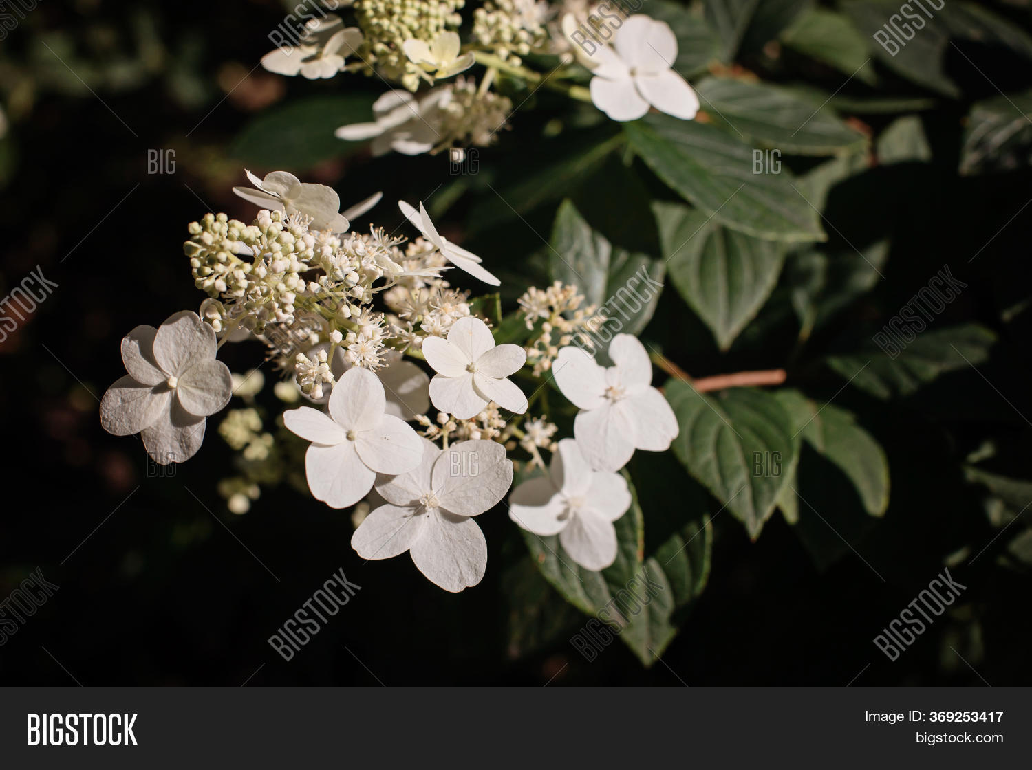 Panicled Hydrangea ( Image & Photo (Free Trial) | Bigstock