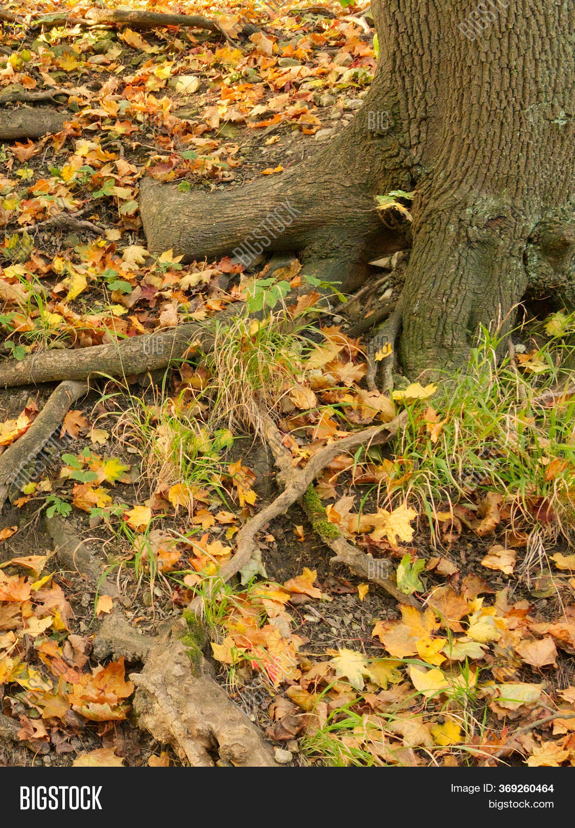 Ground Strewn Yellowed Image & Photo (Free Trial) | Bigstock