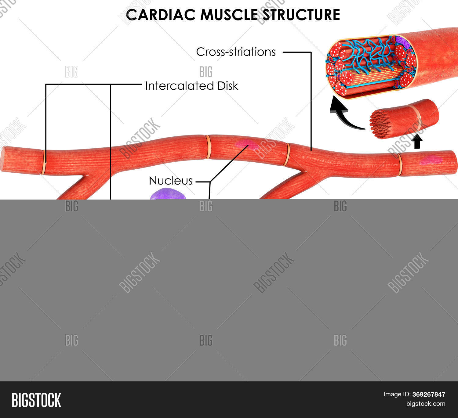 Anatomy Cardiac Muscle Image & Photo (Free Trial) | Bigstock