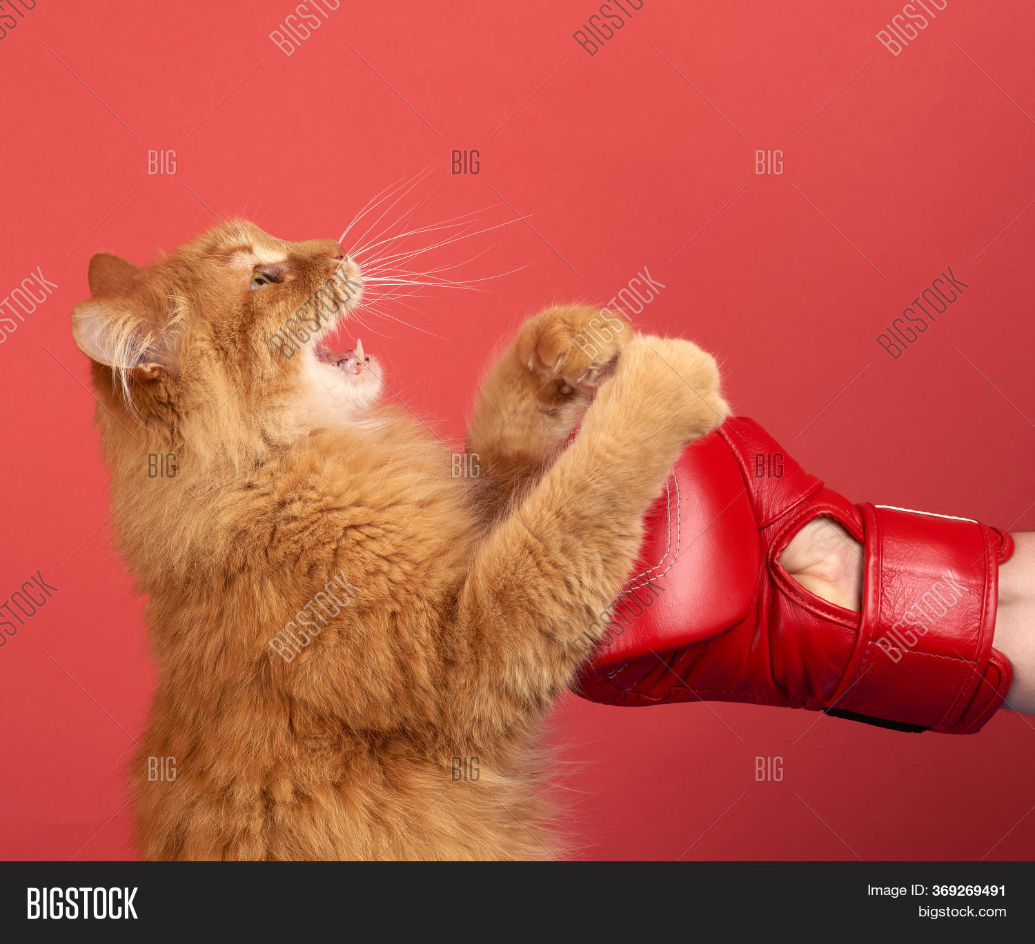 Adult Red Cat Fights Image & Photo (Free Trial) | Bigstock