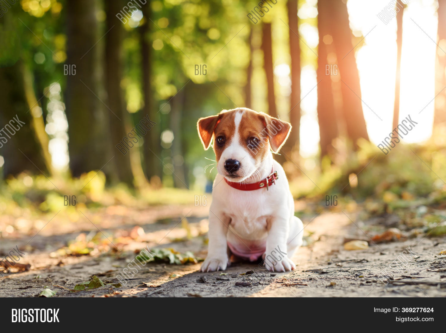 Small White Dog Puppy Image & Photo (Free Trial) | Bigstock