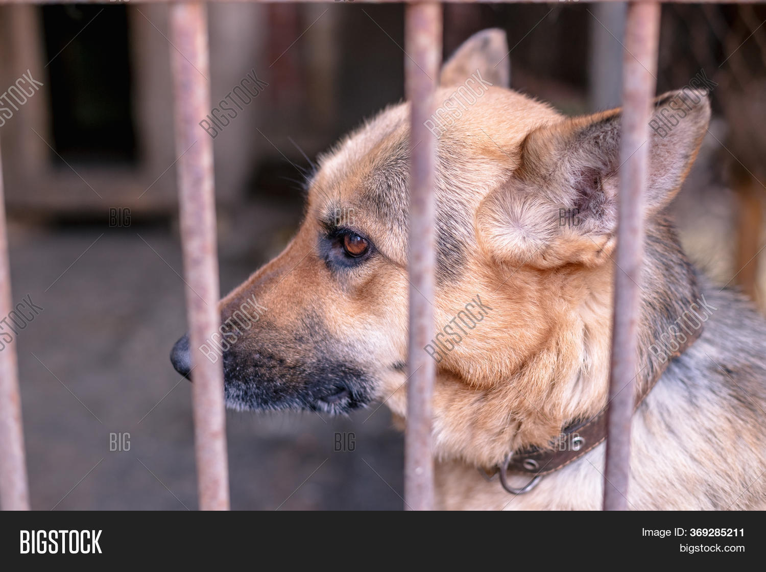 Big Sad Shepherd Old Image & Photo (Free Trial) | Bigstock