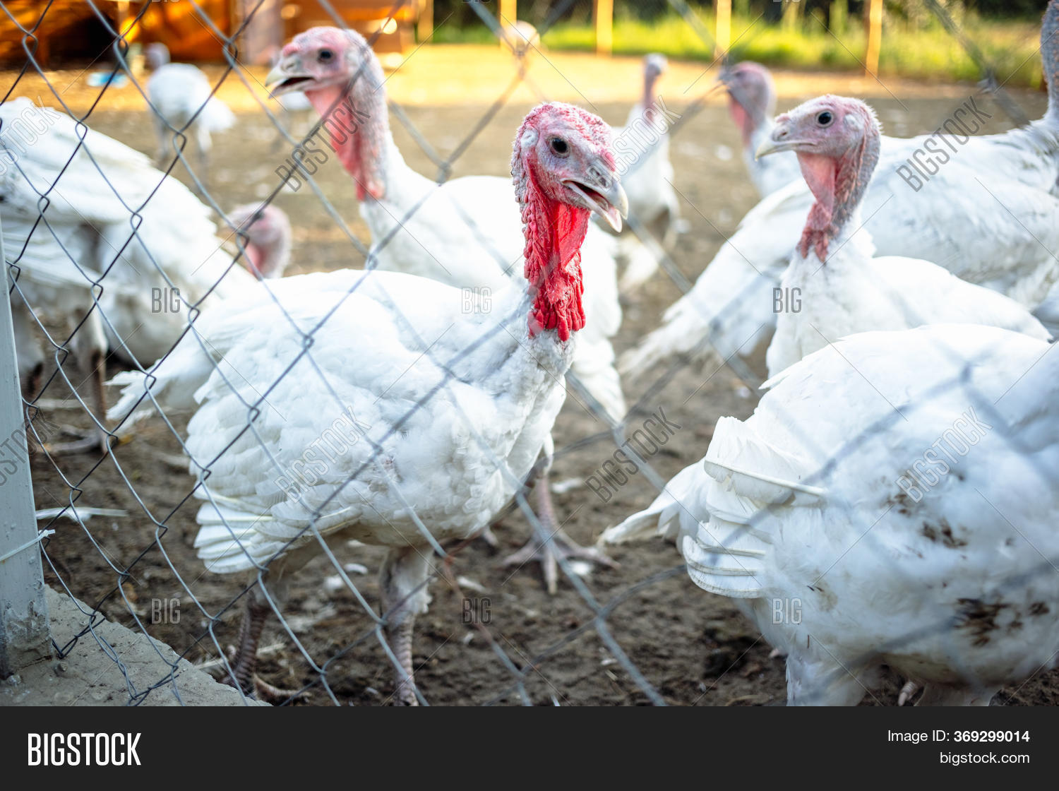 Large White Turkeys Image & Photo (Free Trial) | Bigstock