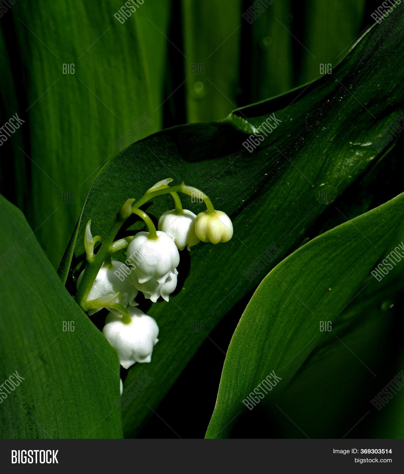 Blooming Fragrant Image & Photo (Free Trial) | Bigstock