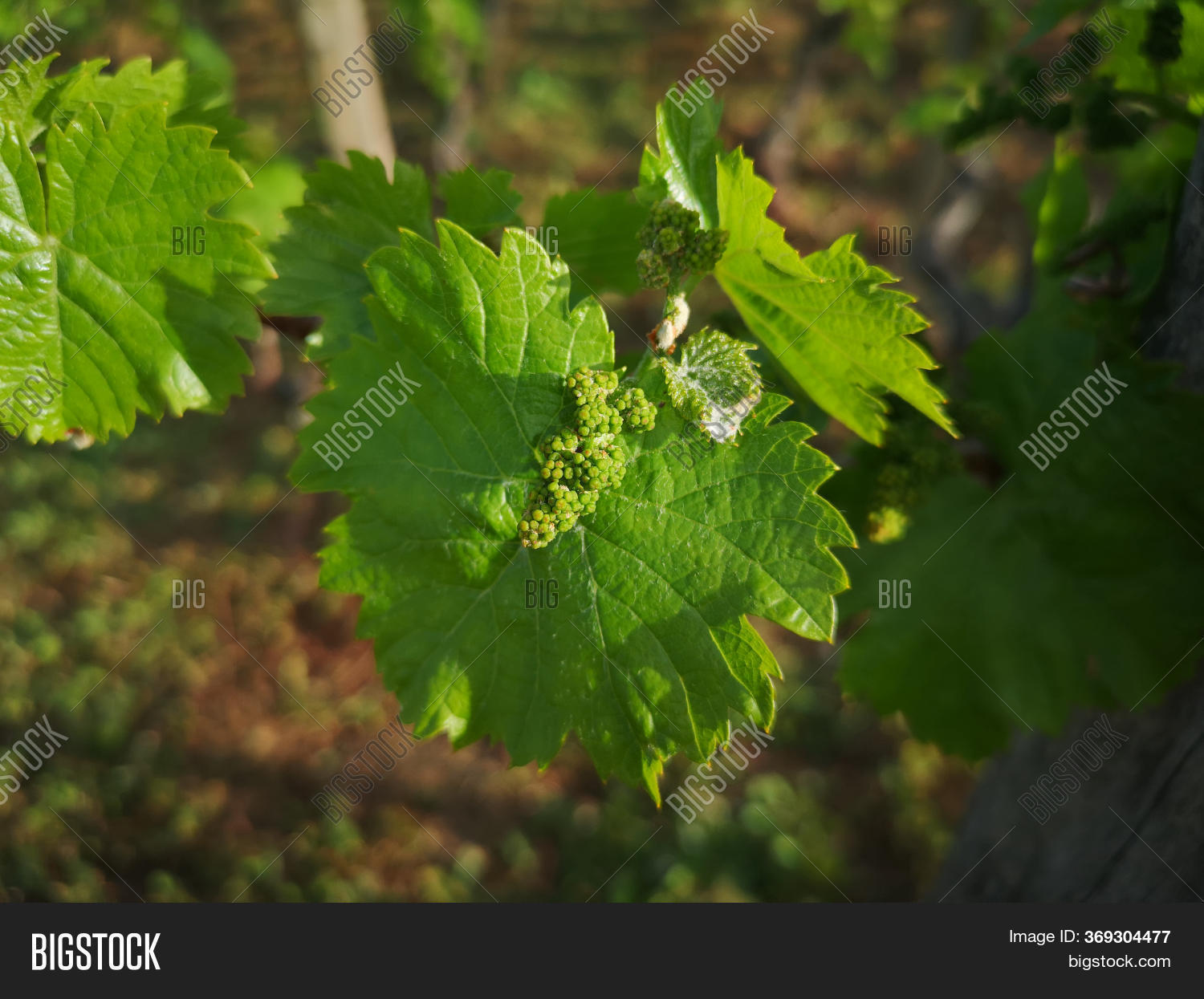 Baby Grape After Image & Photo (Free Trial) | Bigstock