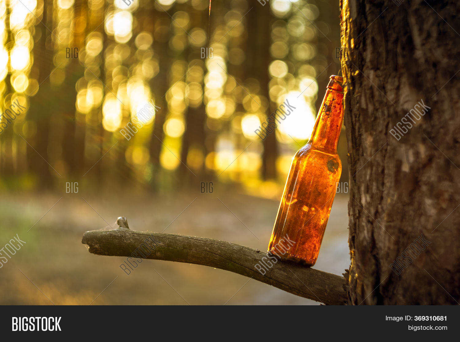 Brown Beer Bottle Pine Image & Photo (Free Trial) | Bigstock