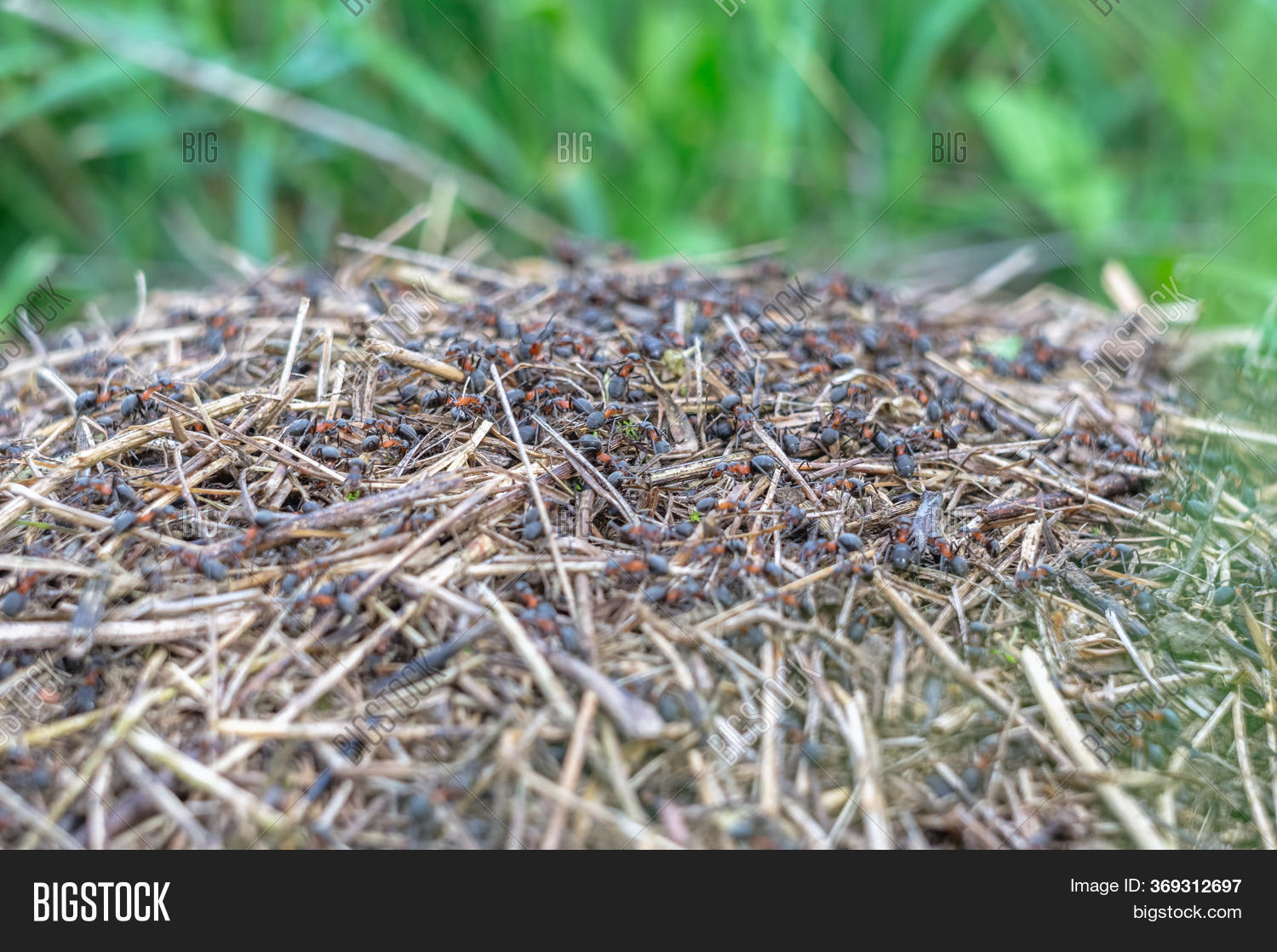 Small Anthill Grass. Image & Photo (Free Trial) | Bigstock