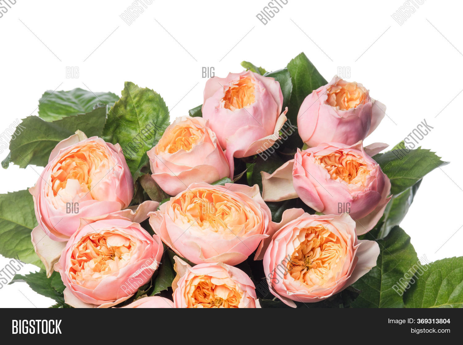 Pink Romantic Vuvuzela Image & Photo (Free Trial) | Bigstock