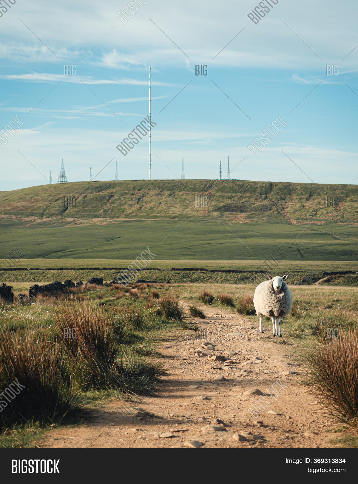 Lone Sheep On Hills Image & Photo (Free Trial) | Bigstock