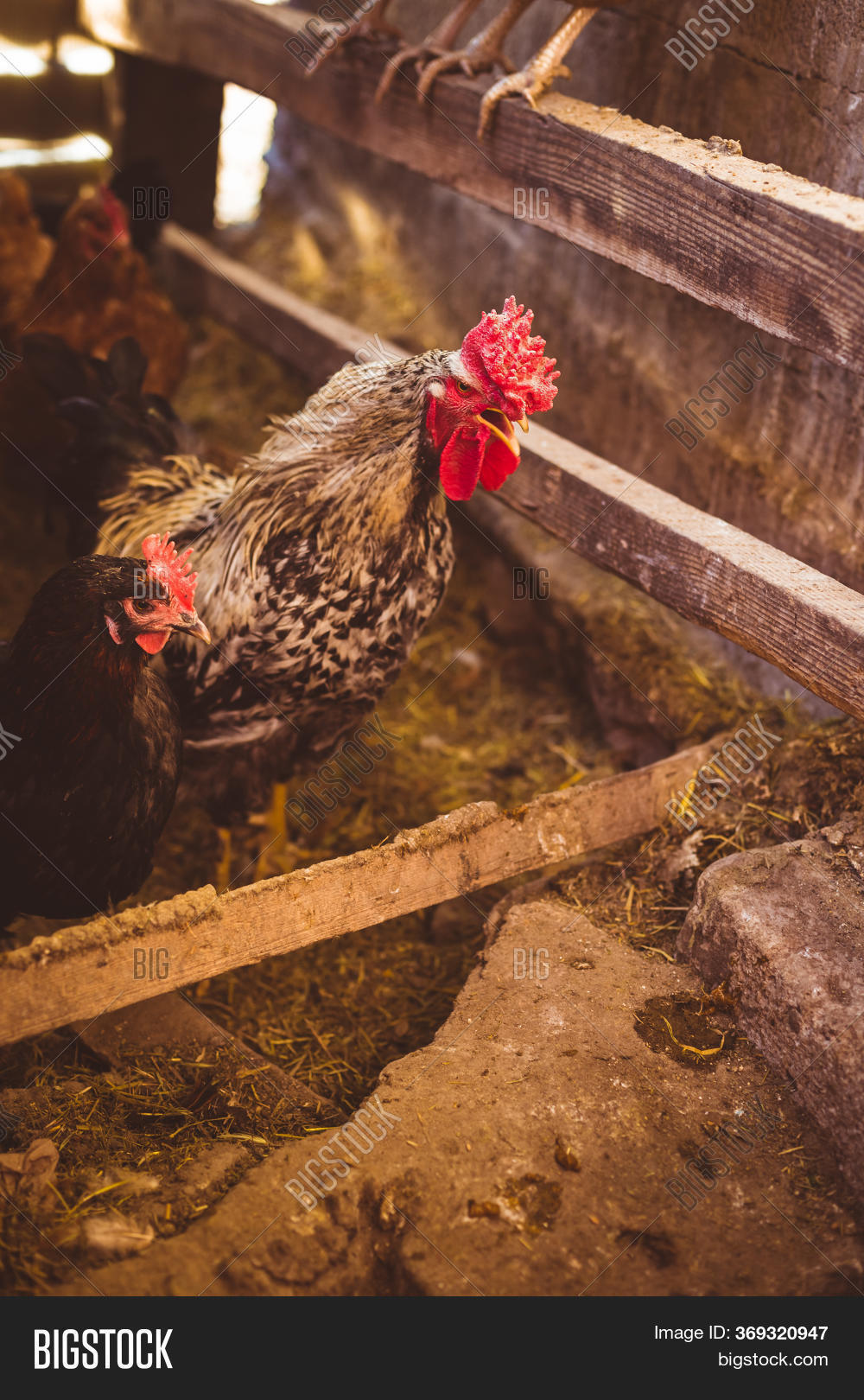 Breeding Chickens Image & Photo (Free Trial) | Bigstock