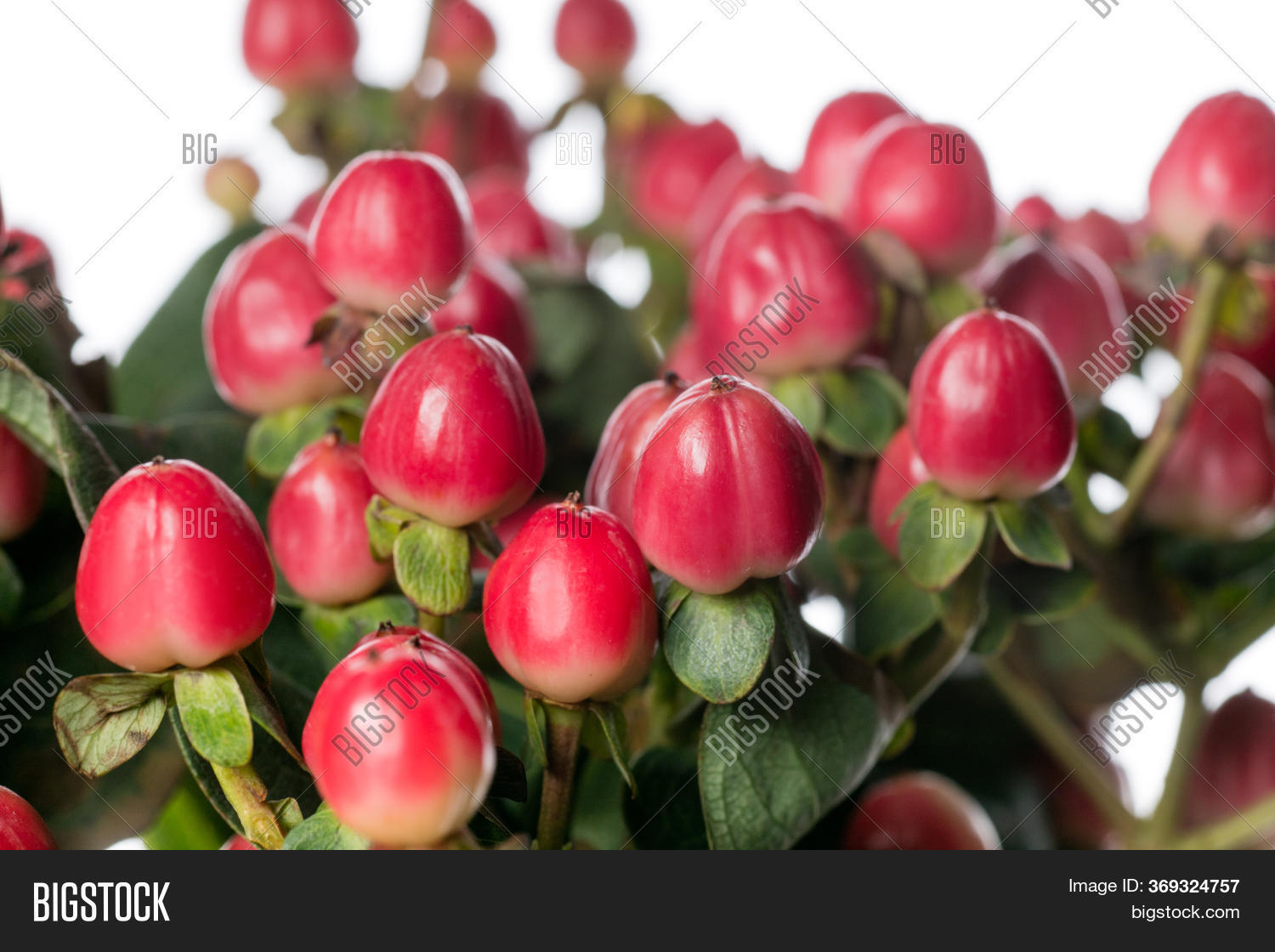 Hypericum Pink, Red. Image & Photo (Free Trial) | Bigstock