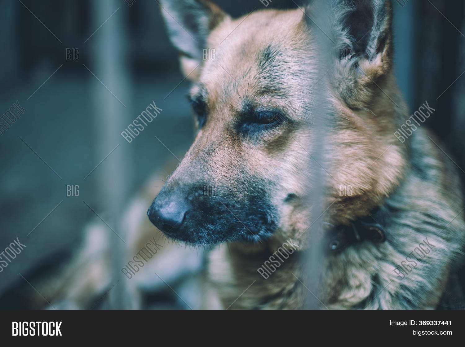 Big Sad Shepherd Old Image & Photo (Free Trial) | Bigstock