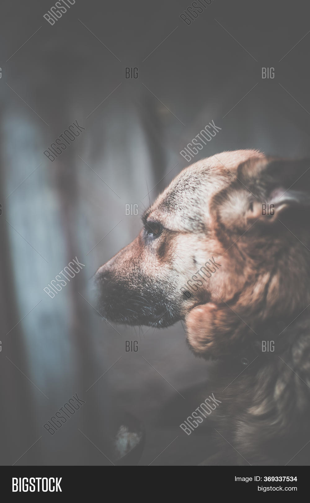 Big Sad Shepherd Old Image & Photo (Free Trial) | Bigstock