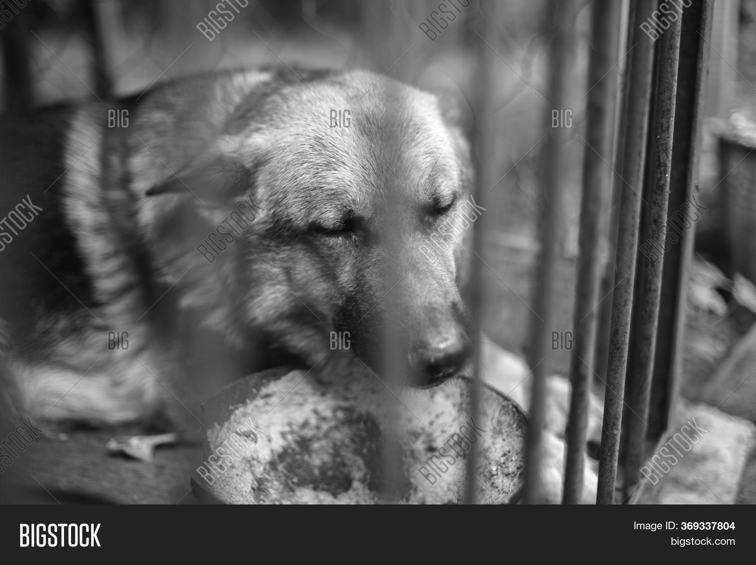 Big Sad Shepherd Old Image & Photo (Free Trial) | Bigstock