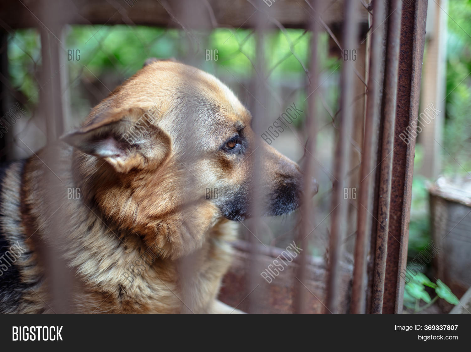 Big Sad Shepherd Old Image & Photo (Free Trial) | Bigstock