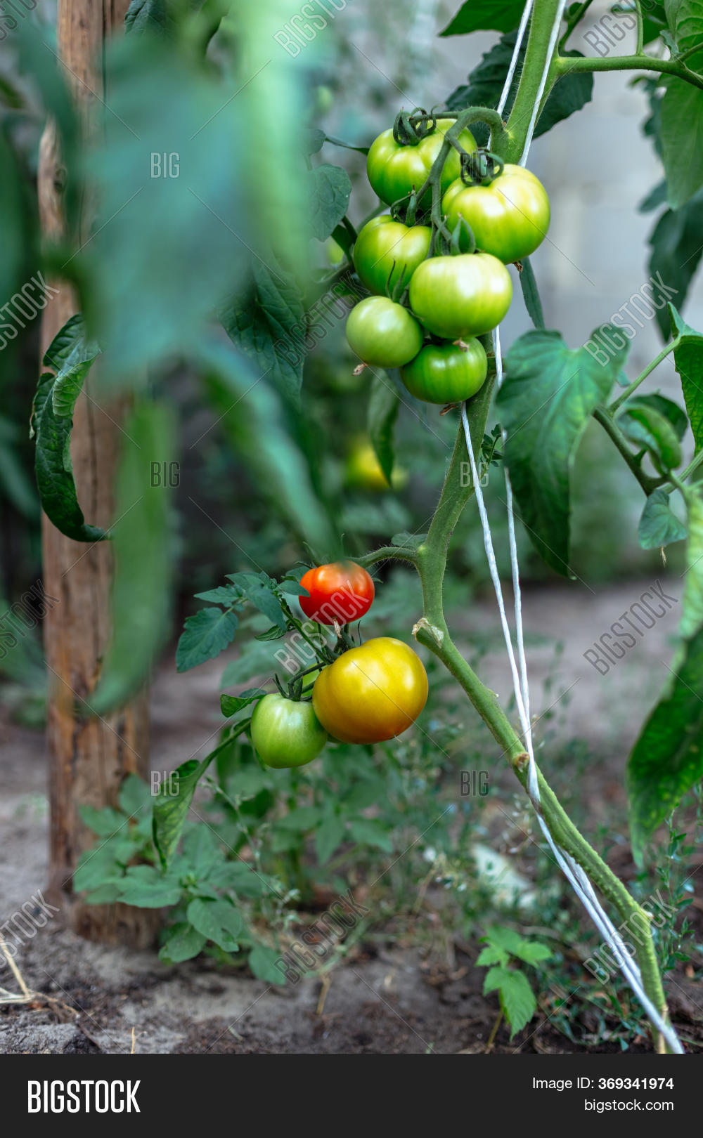 Unripe Tomatoes Image & Photo (Free Trial) | Bigstock