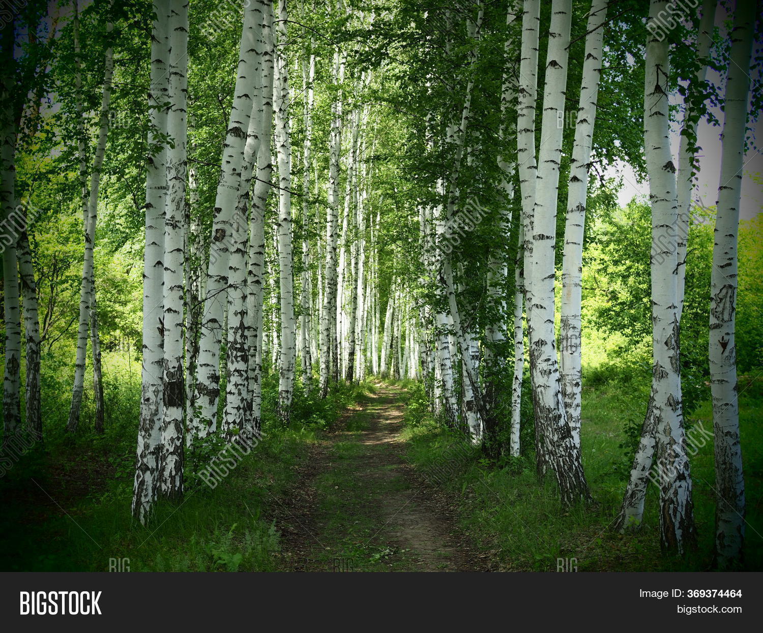 Young Birch Forest Image & Photo (Free Trial) | Bigstock