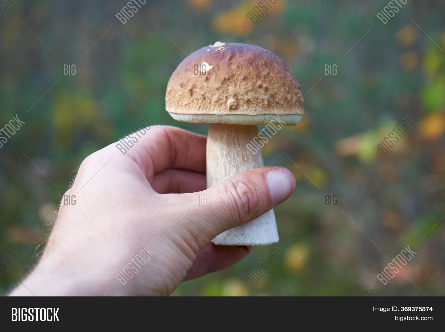 Young Mushroom Hands, Image & Photo (Free Trial) | Bigstock