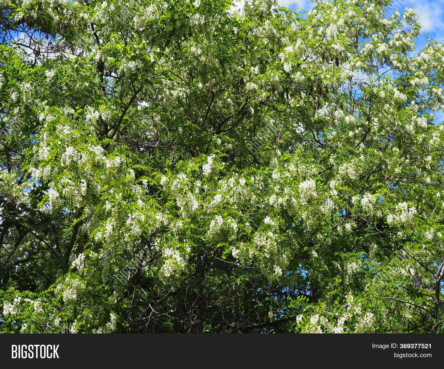 Blooming Acacia Tree Image & Photo (Free Trial) | Bigstock