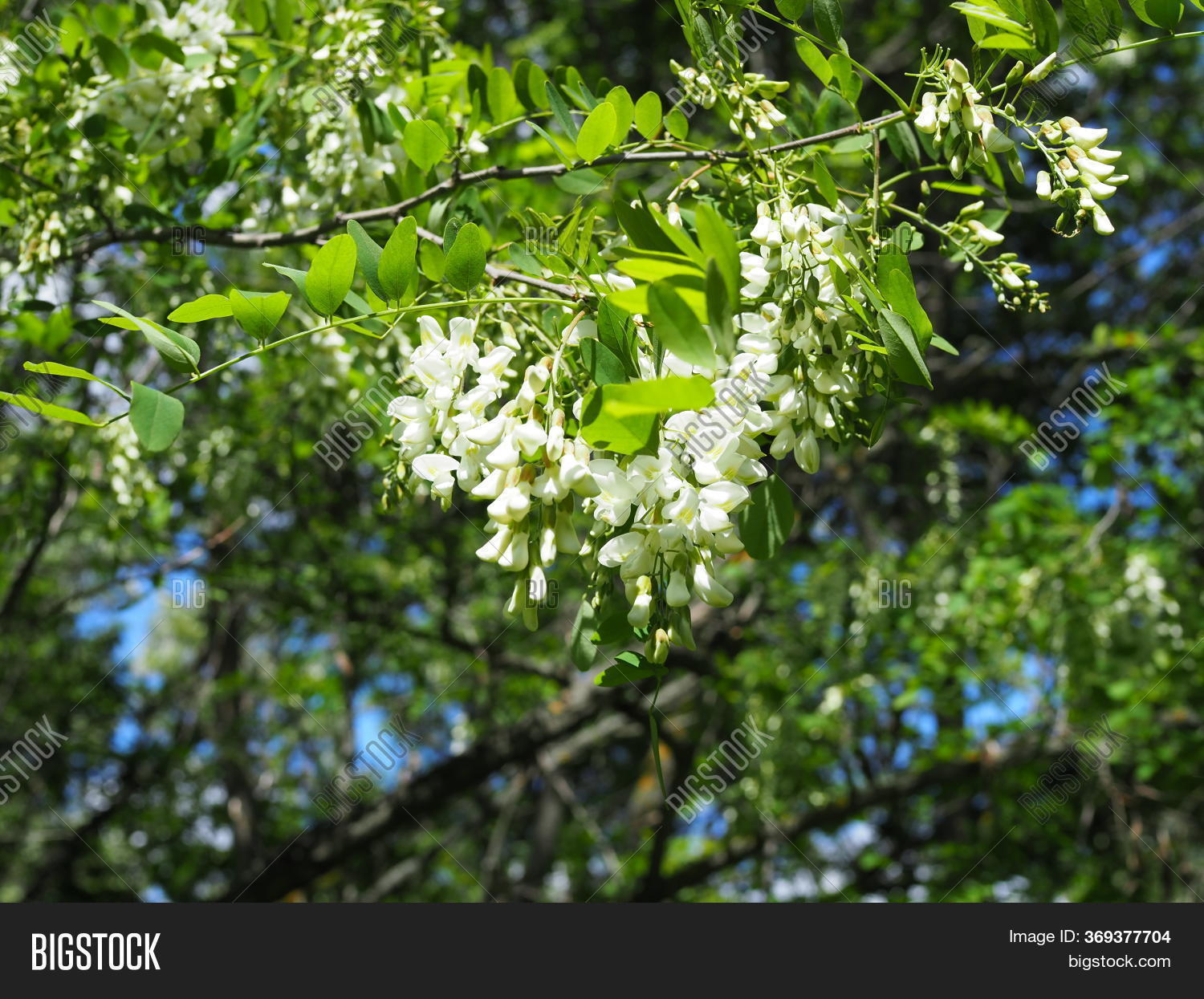 Blooming Acacia Tree Image & Photo (Free Trial) | Bigstock