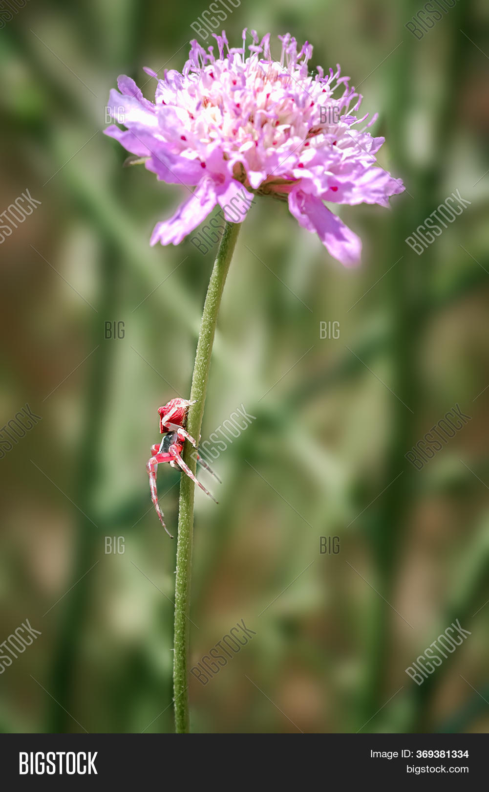 Red Crab Spider, Image & Photo (Free Trial) | Bigstock