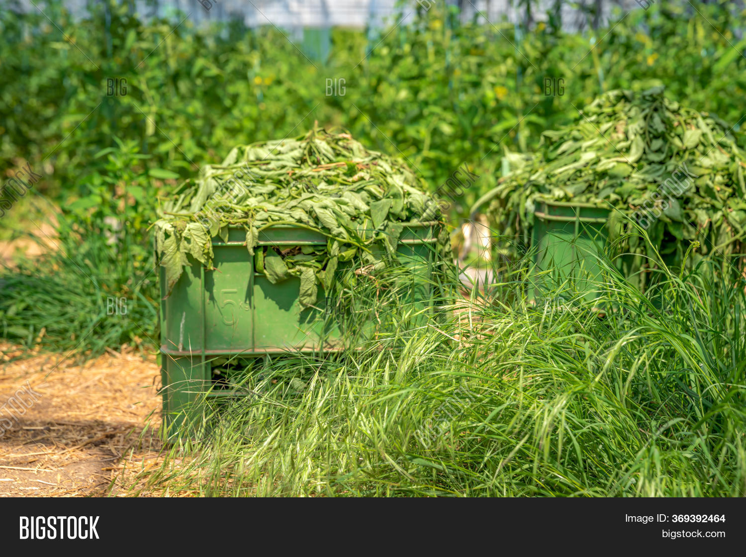 Weeds Grass Crate Image & Photo (Free Trial) | Bigstock