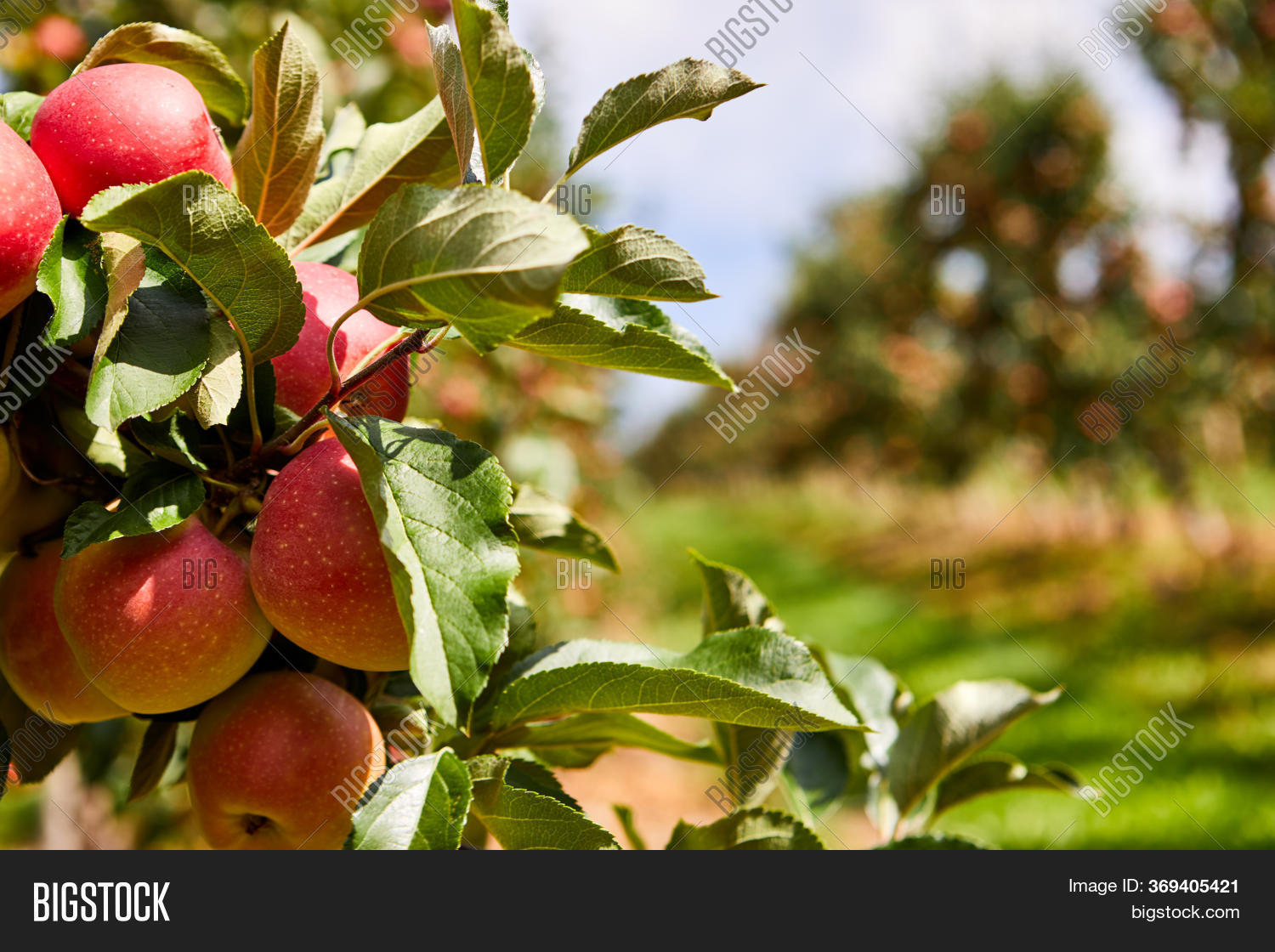 Apples On Tree. Image & Photo (Free Trial) | Bigstock