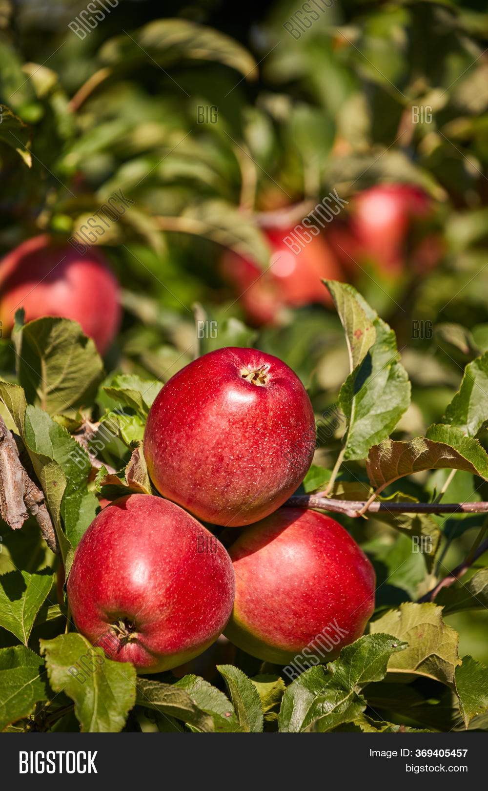Juicy Red Apples Image & Photo (Free Trial) | Bigstock