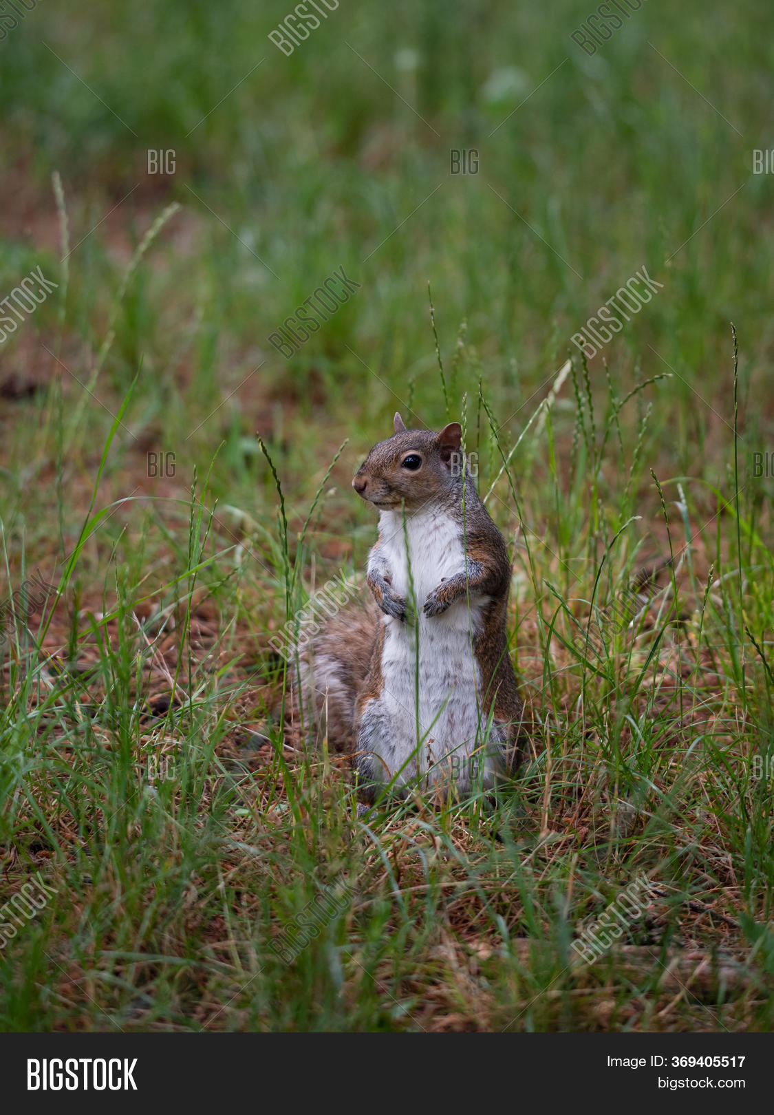 Free Gray Squirrel Image & Photo (Free Trial) | Bigstock