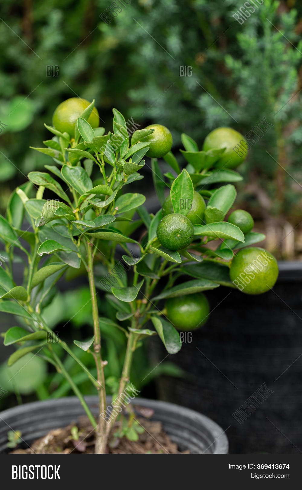 Green Lime Tree Black Image & Photo (Free Trial) | Bigstock