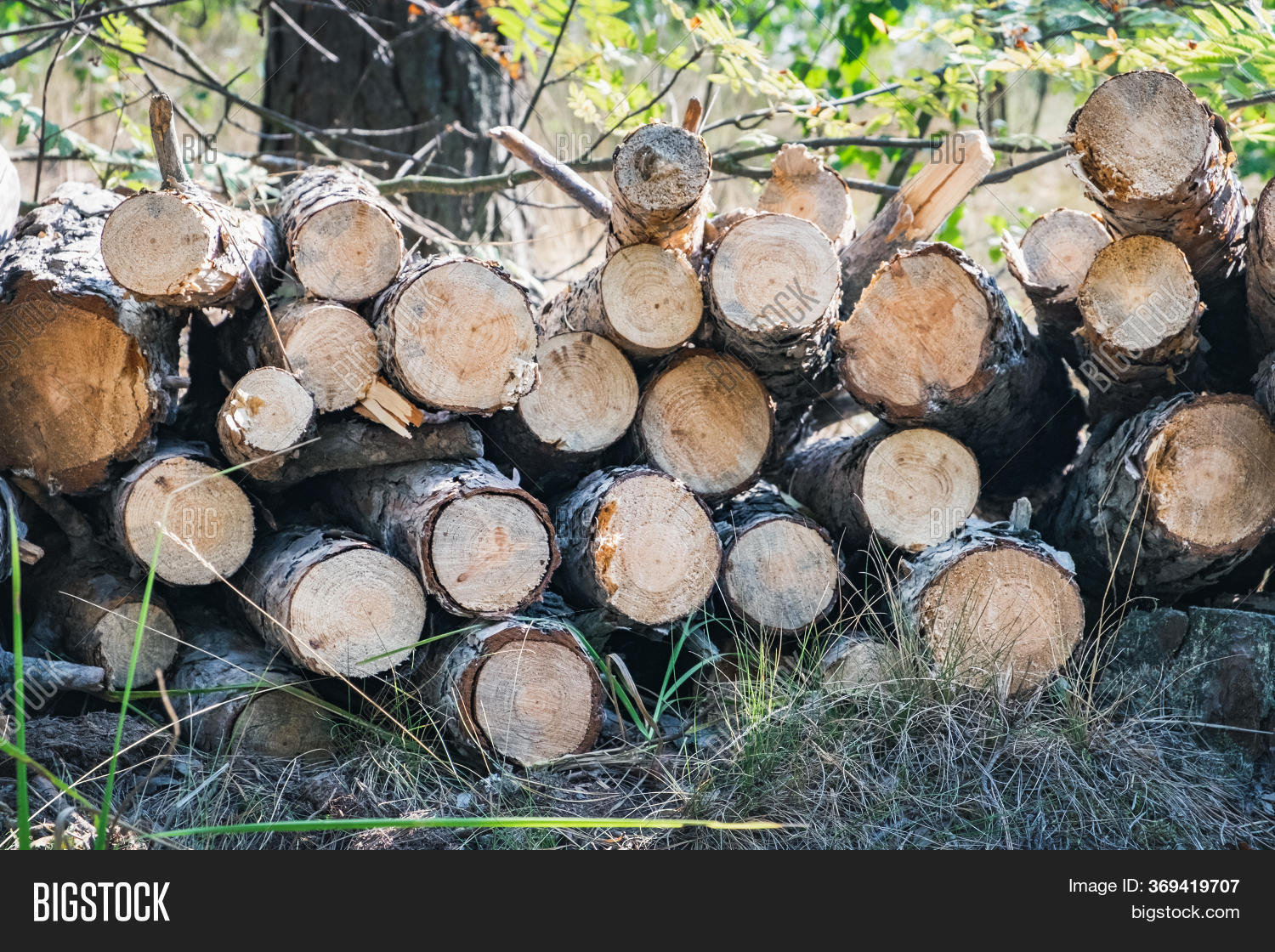 Pile Pine Wood Logs, Image & Photo (Free Trial) | Bigstock
