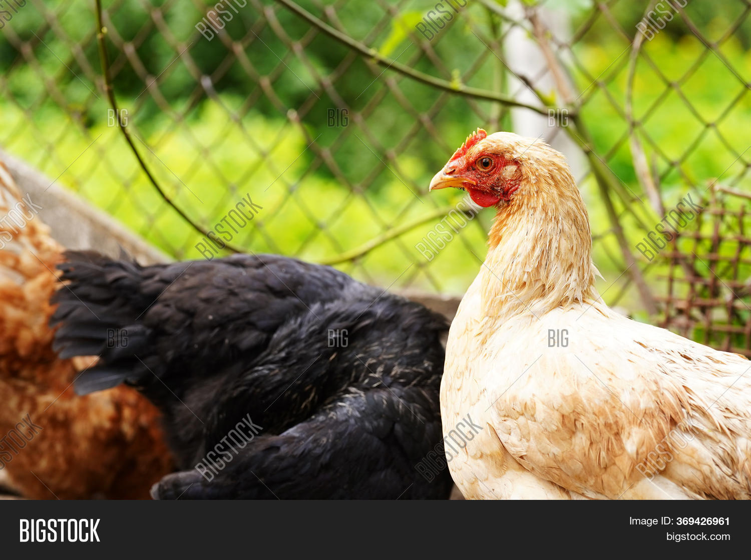 Chicken Standing On Image & Photo (Free Trial) | Bigstock