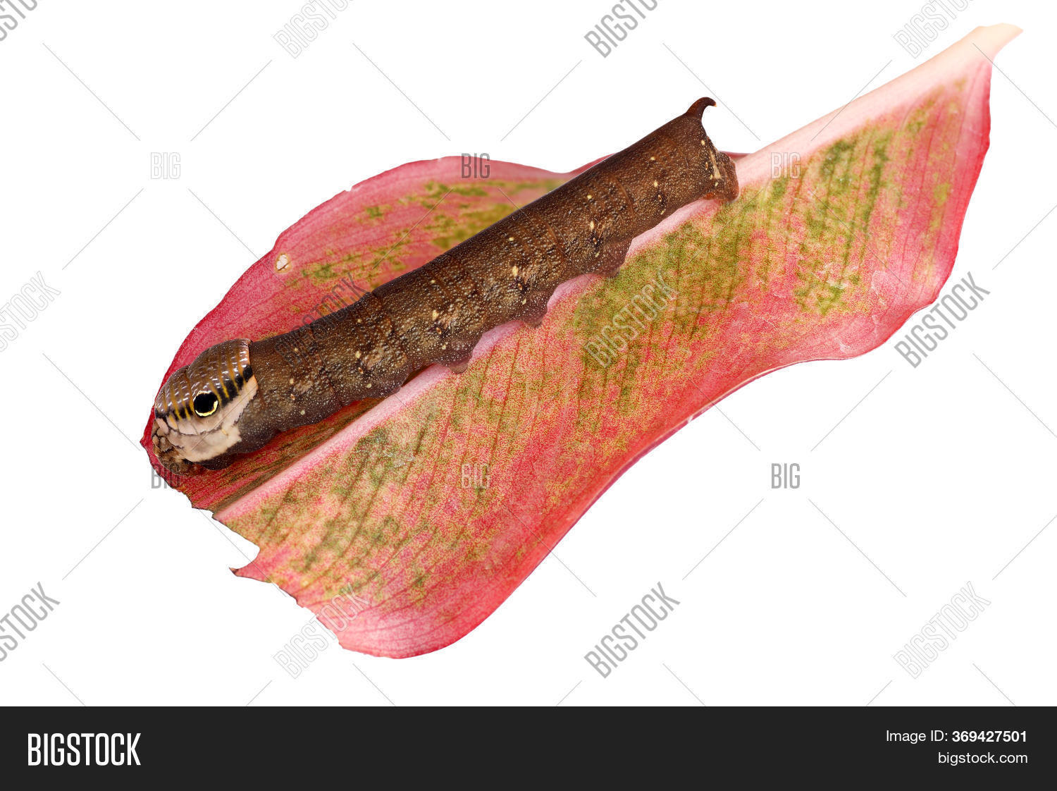 Big Butterfly Worm Image & Photo (Free Trial) | Bigstock