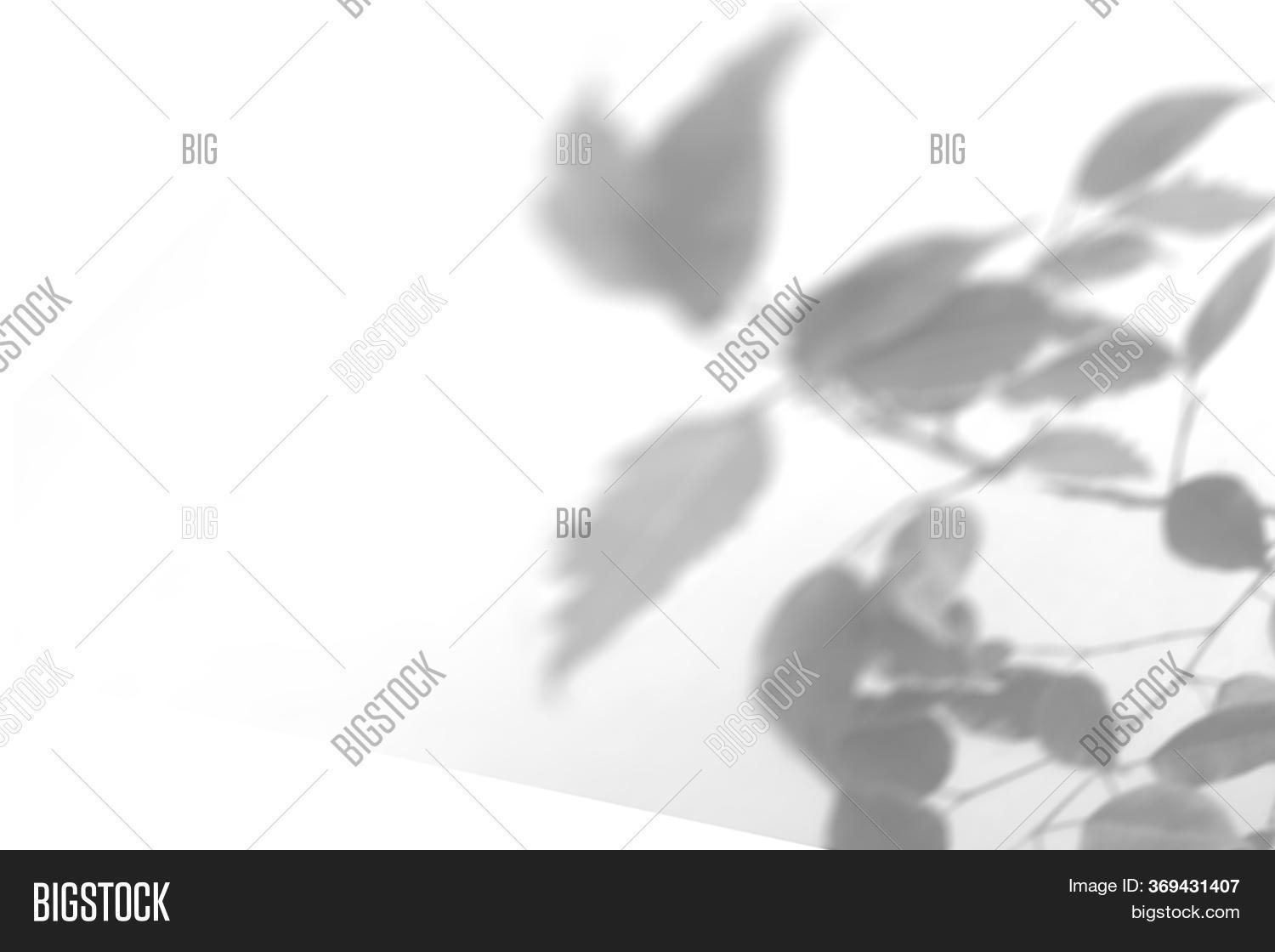 Summer Plant Shadow Image & Photo (Free Trial) | Bigstock