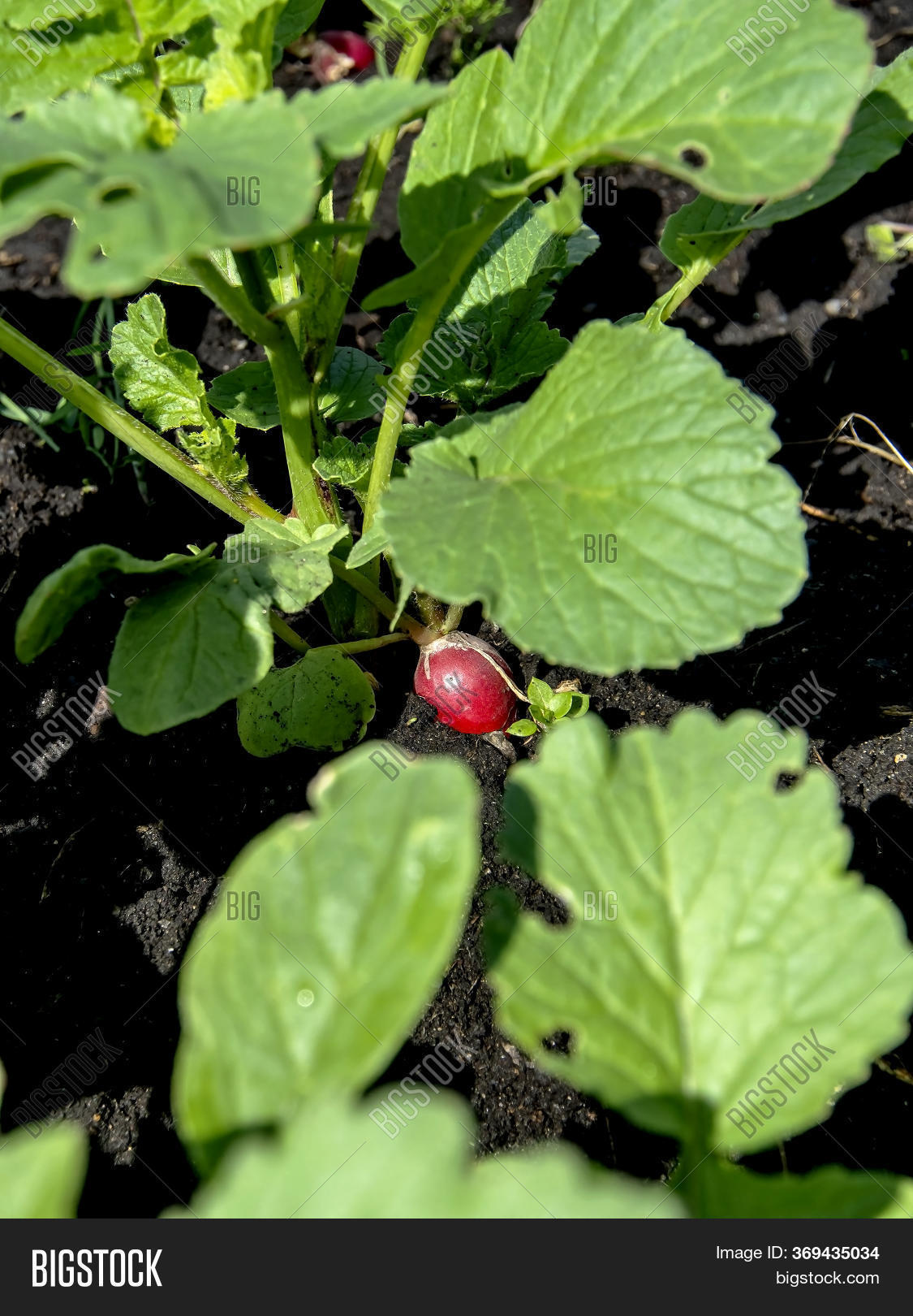 Red Radishes Grow Image & Photo (Free Trial) | Bigstock