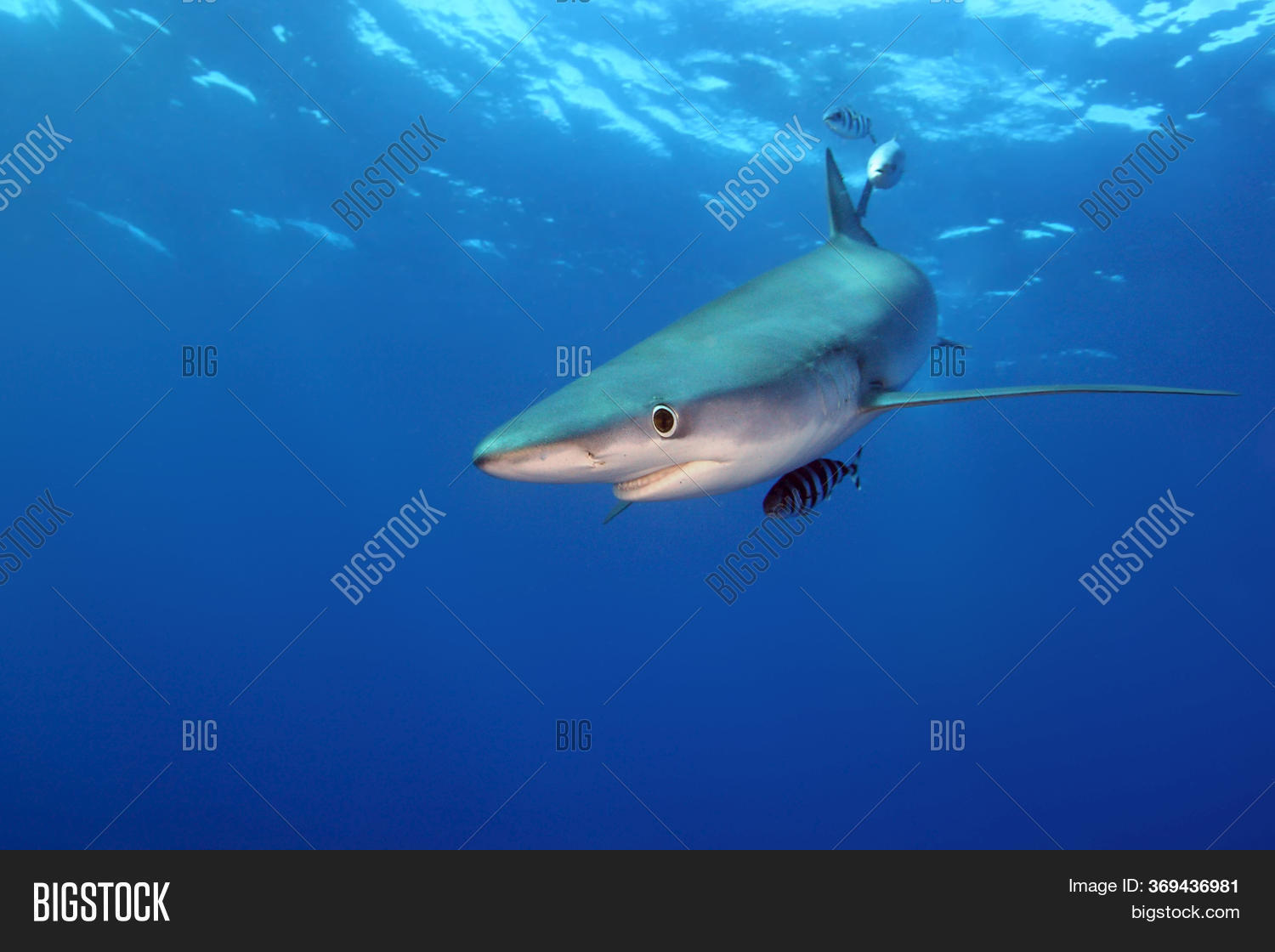 Blue Shark (prionace Image & Photo (Free Trial) | Bigstock