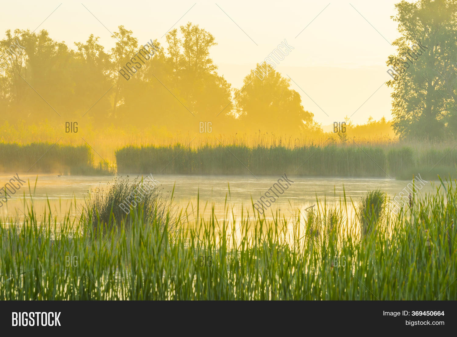 Reed Along Edge Sunlit Image & Photo (Free Trial) | Bigstock