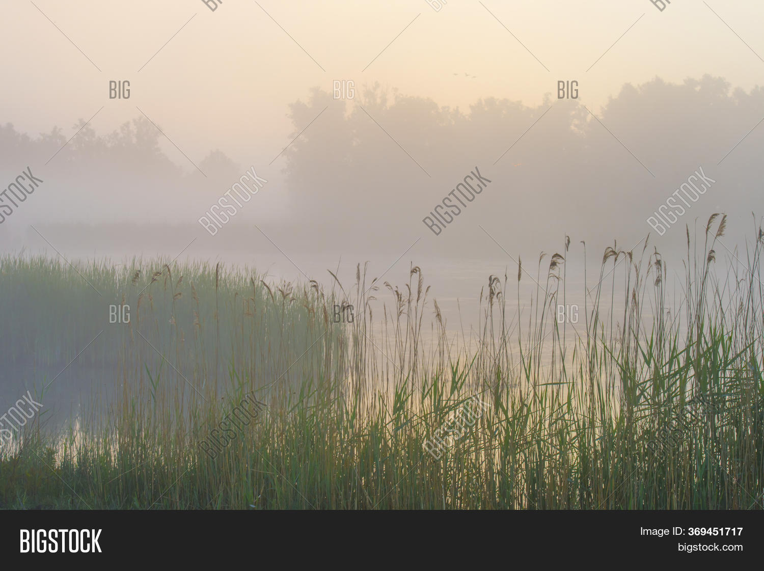 Reed Along Edge Sunlit Image & Photo (Free Trial) | Bigstock