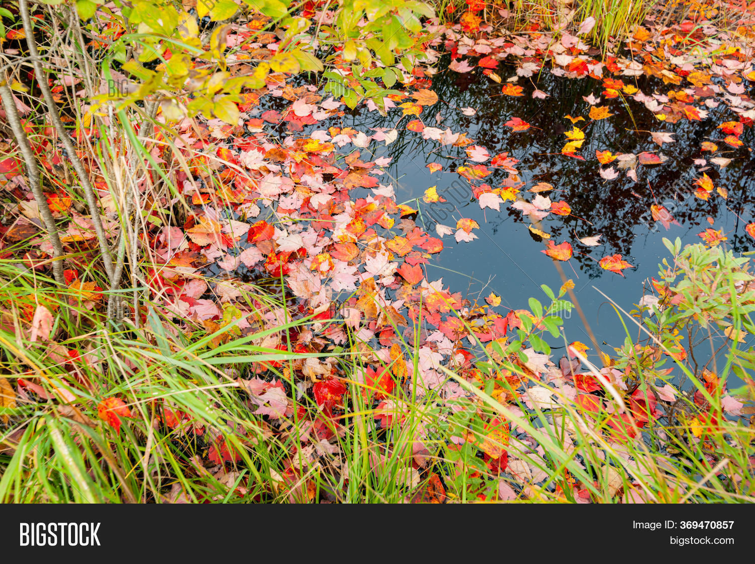Leaves Dropped Into Image & Photo (Free Trial) | Bigstock