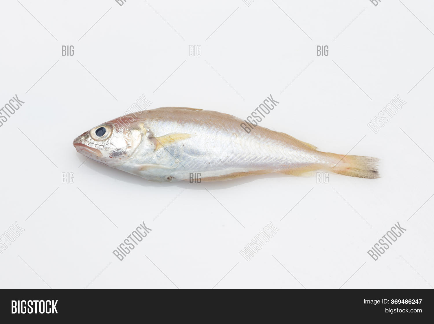 Fresh Fish Fresh Sea Image & Photo (Free Trial) | Bigstock