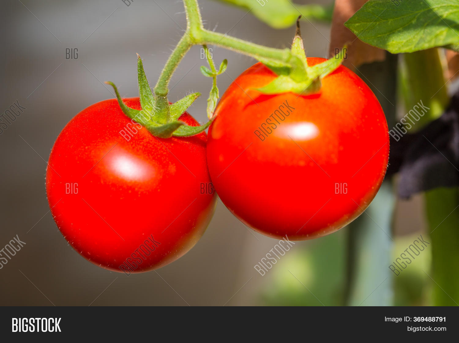Ripening Tomatoes Image & Photo (Free Trial) | Bigstock