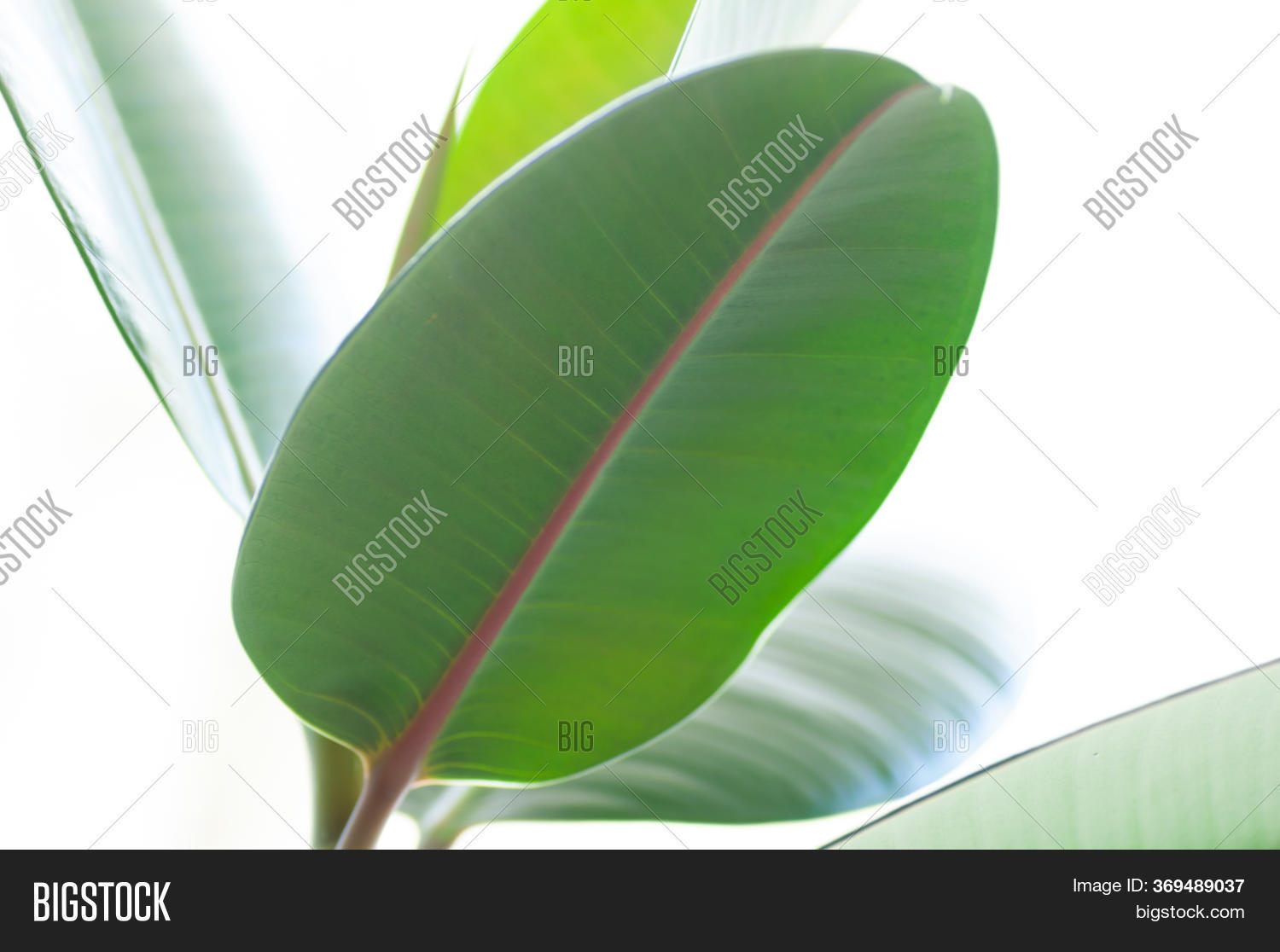 Rubber Figs Big Smooth Image & Photo (Free Trial) | Bigstock