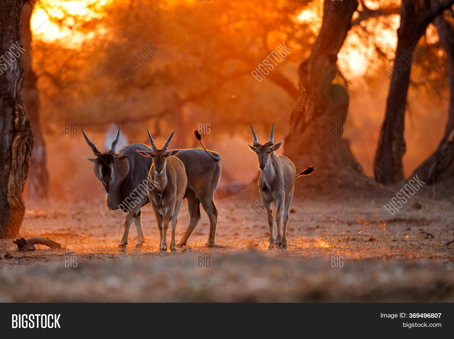 Common Eland, Known Image & Photo (Free Trial) | Bigstock