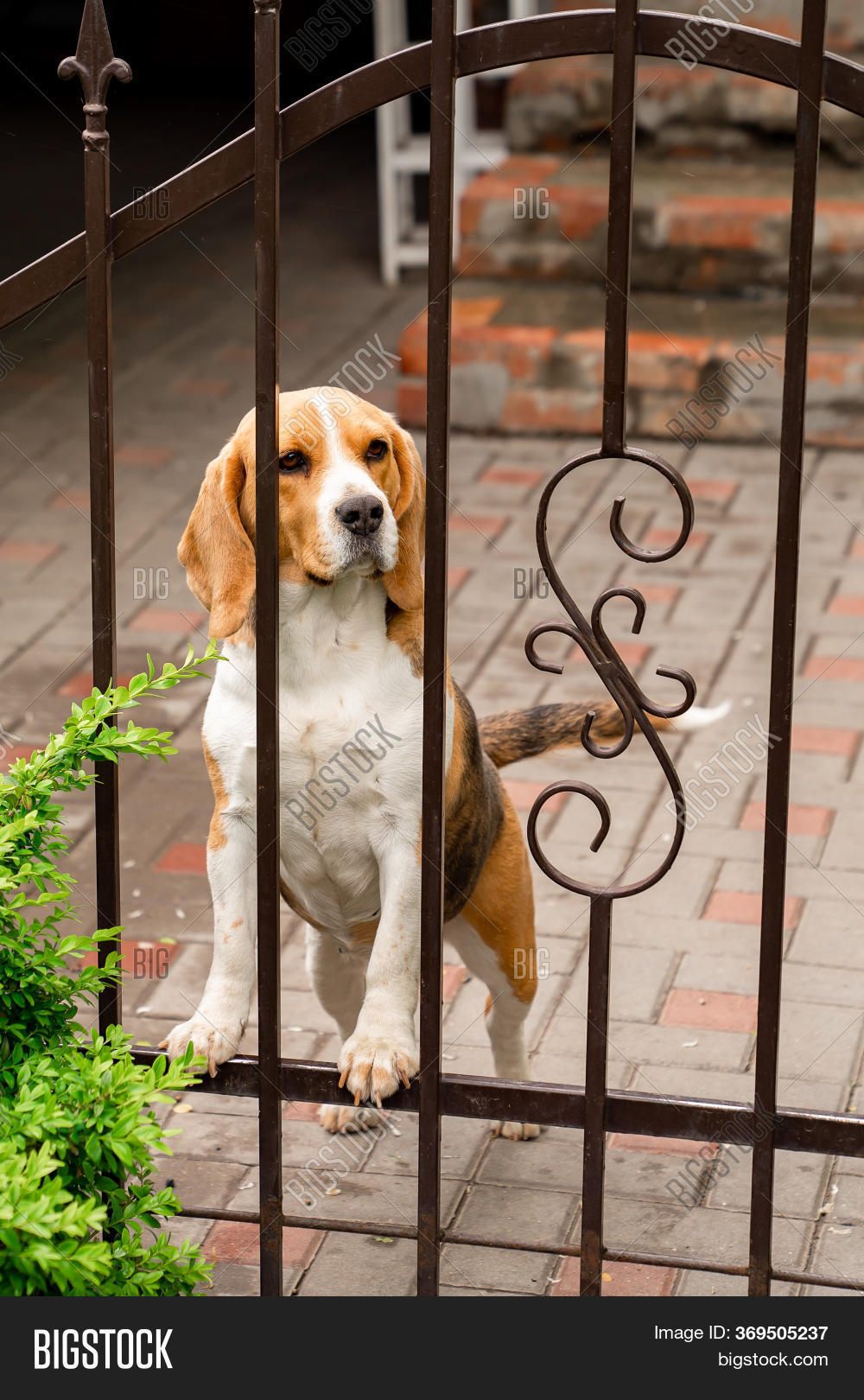Dog Breeds Beagle Iron Image & Photo (Free Trial) | Bigstock