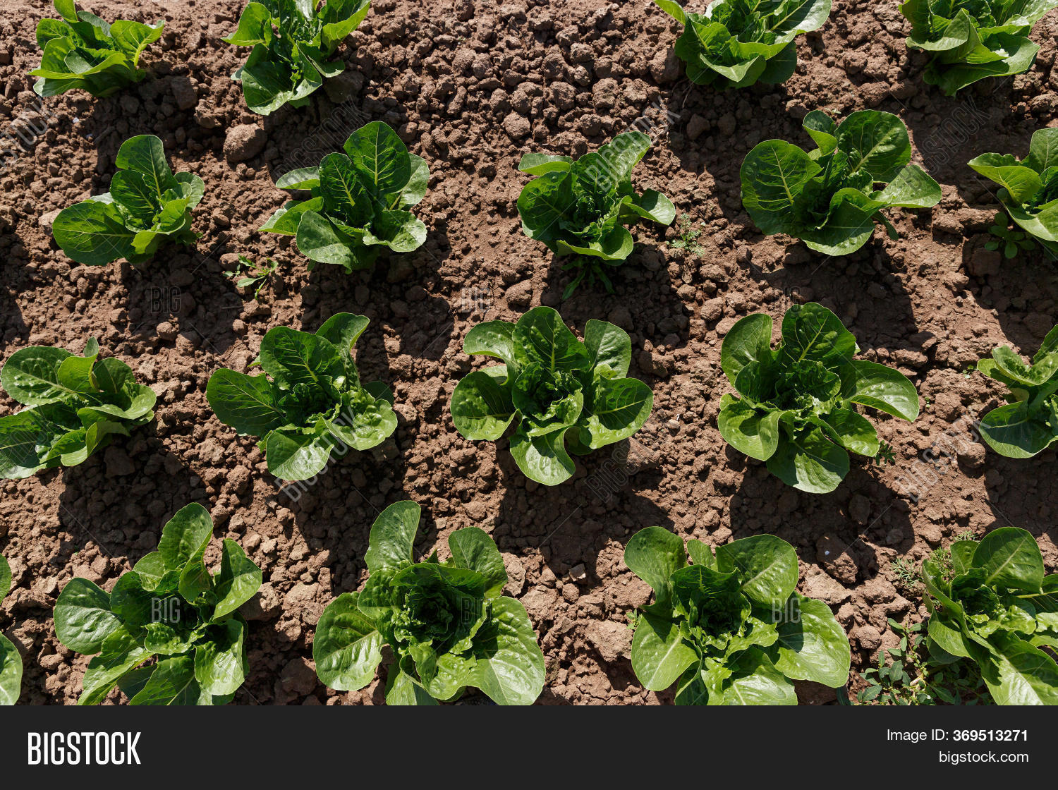 Top View On Image & Photo (Free Trial) | Bigstock