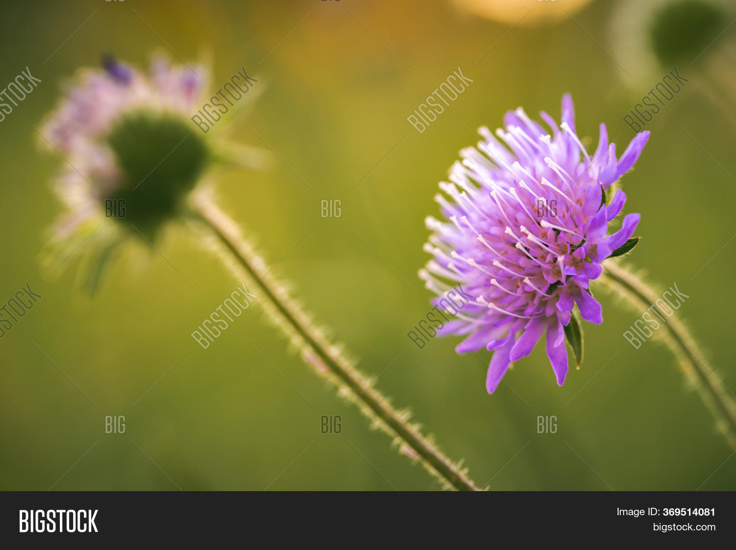 Wild Violet Iolet Image & Photo (Free Trial) | Bigstock