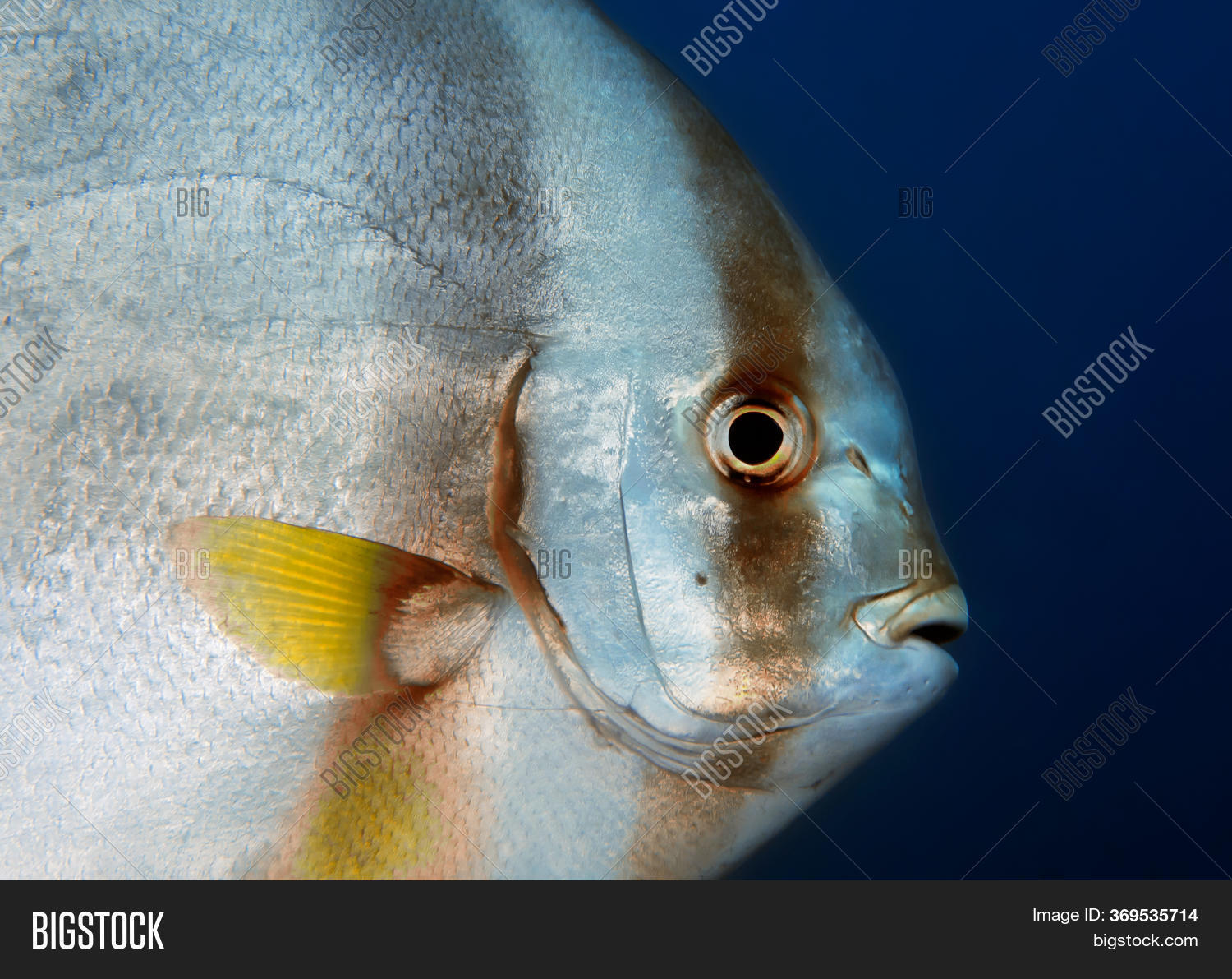 Tall-fin Batfish ( Image & Photo (Free Trial) | Bigstock