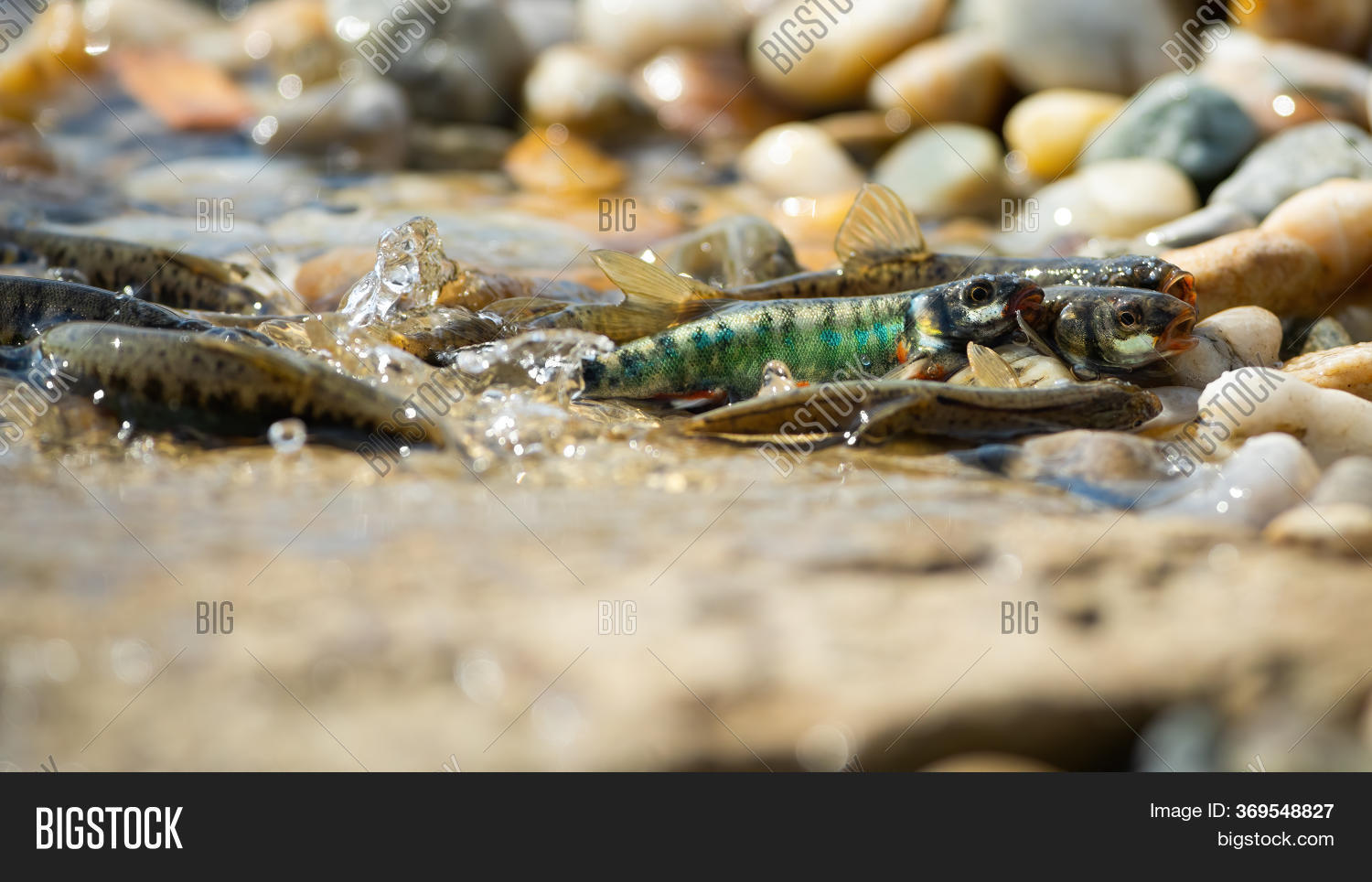 Common Minnow Image & Photo (Free Trial) | Bigstock